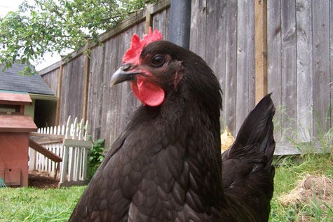 What My Fat Chicken Taught Me About Smart Risk-Taking | by Tyler ...