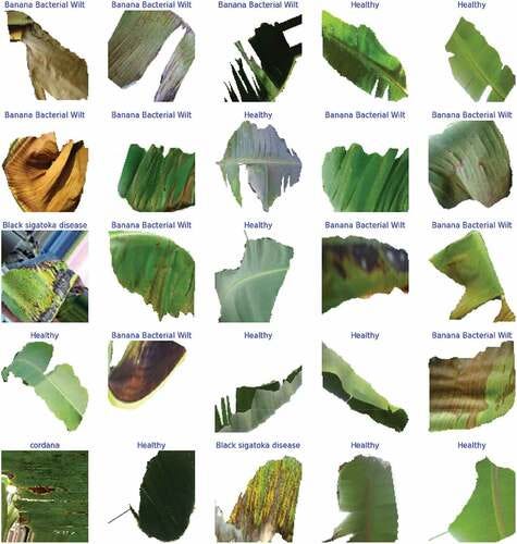 Hybrid Feature Extraction And Classification Using Xception Rf By Abisha Medium