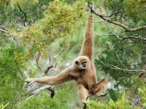 Understanding the Monkey Mind. Have you heard the phrase ‘Monkey… | by ...