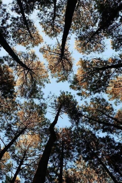 Life in the Treetops: Examining the Fascinating World of Canopy Ecology ...