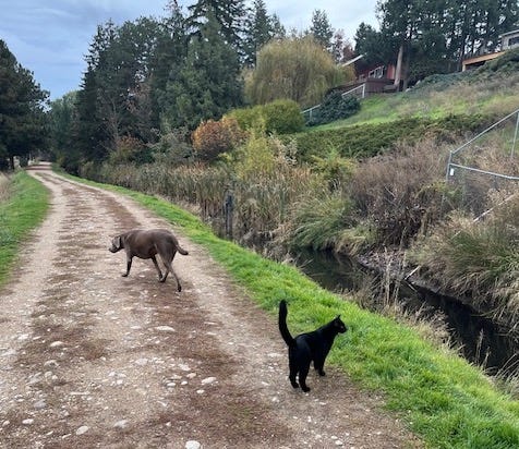 Actually, I’m a Cat. I envy my cats. | by Amanda Turner, NYT Bestseller ...