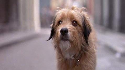 Movie Review: For the Love of Benji (1977) | by Patrick J Mullen | As ...