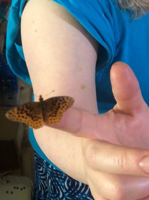 How to Pick Up Butterflies. I do it nearly every summer | by Kirsten ...