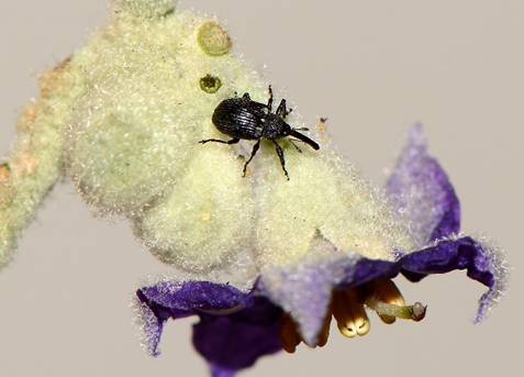 Bugweed biocontrol — weevil thrives in coastal but not inland areas ...