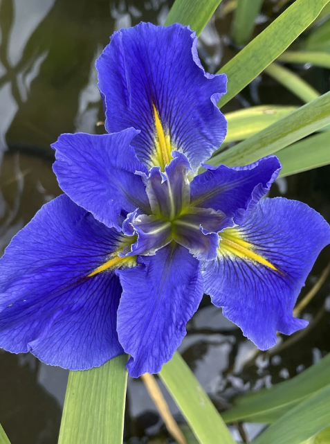 Iris Plants for Ponds and Nutritional Benefits of Taro Plant | by Pond ...