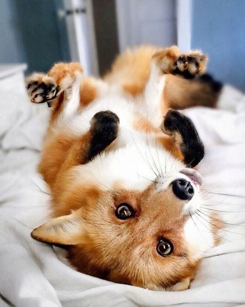 Fox Fangerous. An obsession with foxes. | by Aimée Sparrow ...