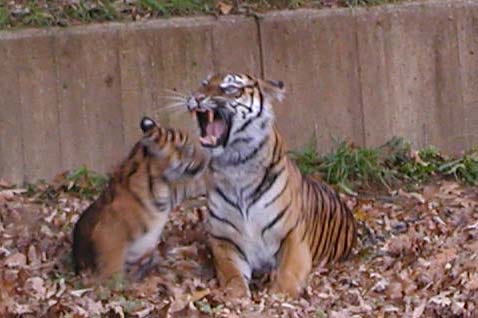 Tiger or Elephant Mom. Which one better???? | by Tia Sari | Medium
