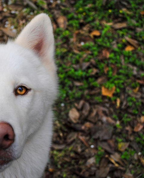 Instagram’s 6 Cutest Dog Accounts | by Adam Croman | Medium