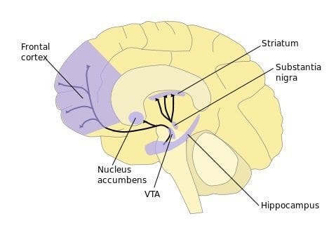 Reinforcement Learning Using Cortex and Striatum | by Farshad Noravesh ...