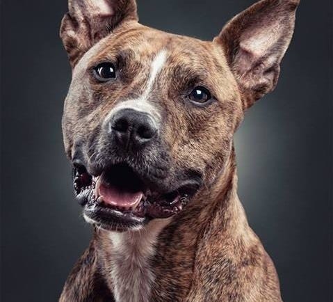 Espectaculares fotografías de perros de Daniel Sadlowski | by Barkibu ...