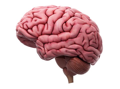 How is Einstein's brain different from ours? | by Abdullah Shah | Medium