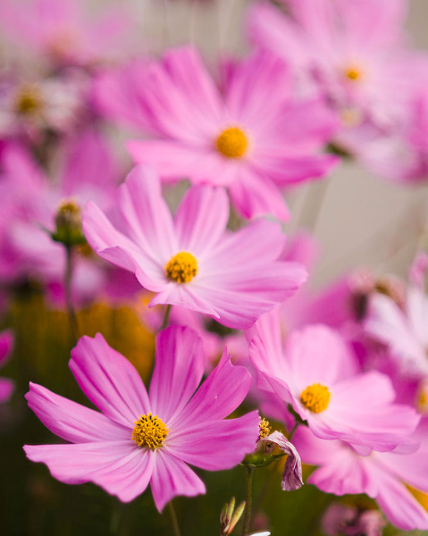 The Girly Common Cosmos. The Feminine in me. | by Márcio Faustino ...
