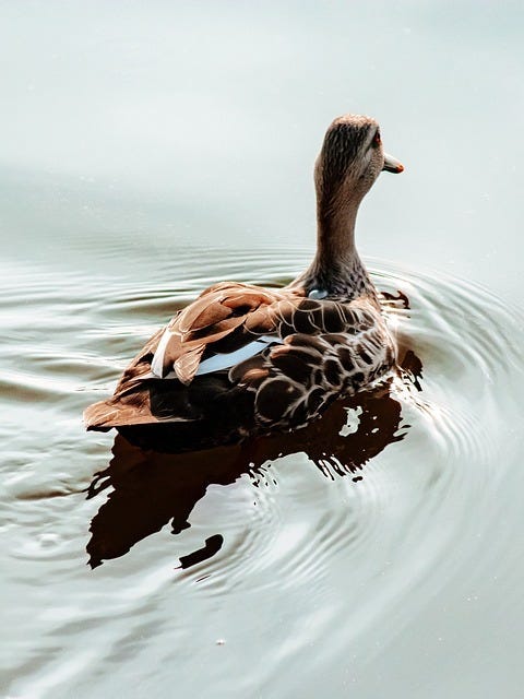 Colorado Goose Hunting & Guided Outdoor Goose Hunts with Birds and ...