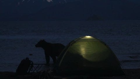 5 Ways to Survive when There is Probably a Bear Outside your Tent | by ...