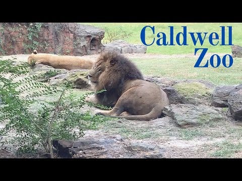 Family Visit to the Caldwell Zoo in Tyler, Texas | by Kidsco | Medium