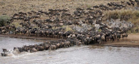 Why do animals migrate from place to place? | by Skp | Medium