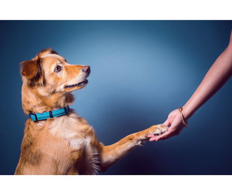 Indian Dog Breed And Their Extinction | by Karishma | Aug, 2023 | Medium