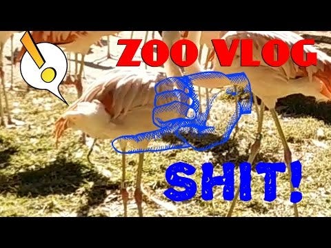 Houston Zoo Vlog 1–19–15 — Flamingo Shit! | by Kidsco | Medium