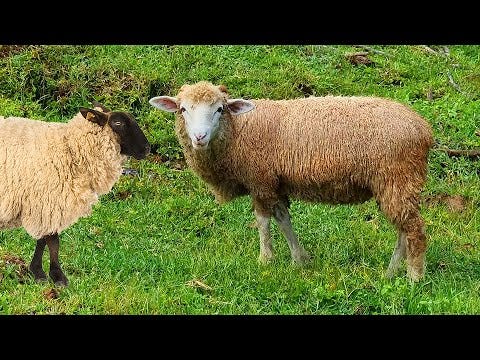 Ovelha Berrando — Ovelhas e Carneiros — 4K | by Planeta Asmr | Medium