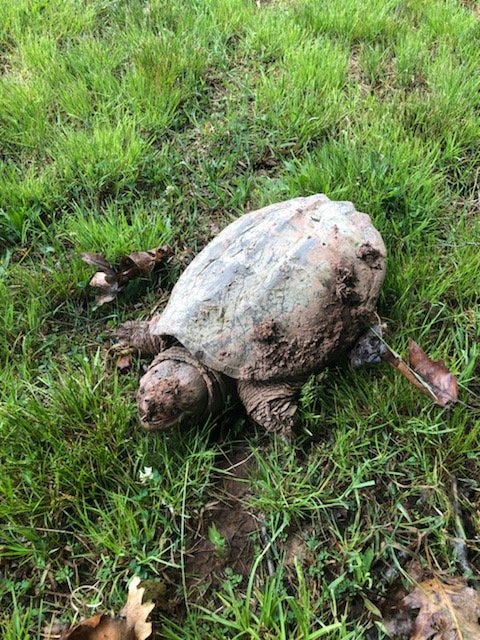Chelydra serpentina AKA Common Snapping Turtle - Nature in Review - Medium