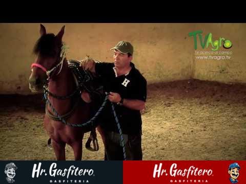 El proceso de domar y entrenar caballos de manera respetuosa. - Hr ...
