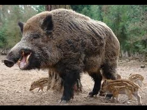 Wild Hog Nation