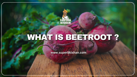 A Guide To Choosing The Right Beetroot Seeds | by Mahak Garg | Sep ...
