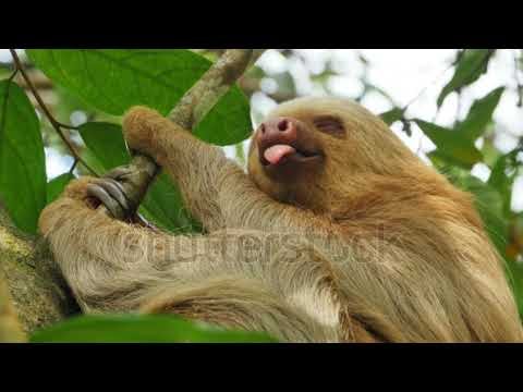 Yawning Sloth