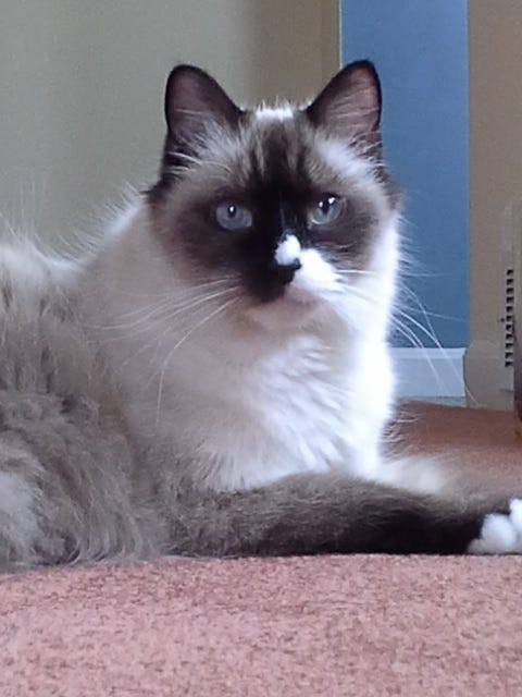 Remembering Hunter. RIP Hunter | by Rachel Poli | Long. Sweet. Valuable ...