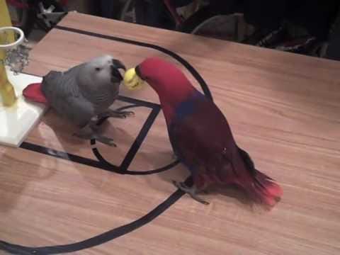 Watch: Parrots Playing Basketball | by 𝐆𝐫𝐫𝐥𝐒𝐜𝐢𝐞𝐧𝐭𝐢𝐬𝐭, scientist ...