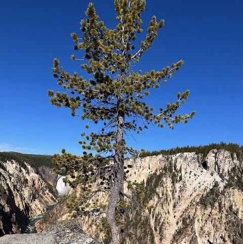 Growing Strong in Rocky Soil: Lessons for Resilience | Medium