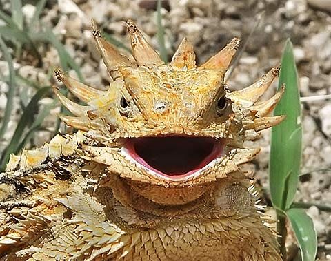 Sure! Here is a micro, SEO-friendly text about horned lizards in a ...