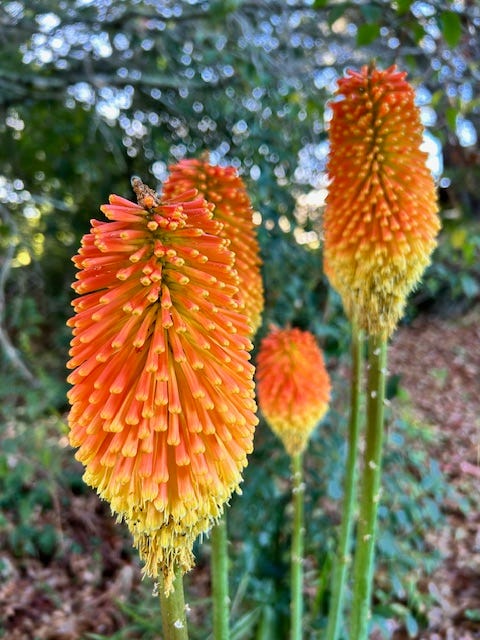Torch Lily - Scuzzbucket - Medium