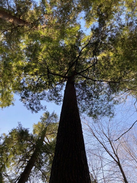 Big Tree Energy. Maple sap, mulberries, wild mushrooms… | by Melissa ...