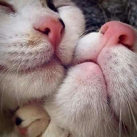 Animals are just pure love💖 #lovecats | by Jenny Brown | Medium