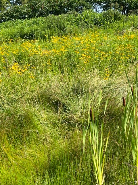 The Field. “Let the beauty we love be what we do.”… | by Judi Bachrach ...
