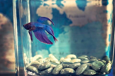 Boy In A Fishbowl — What I’ve Learned While Being On The Autism ...