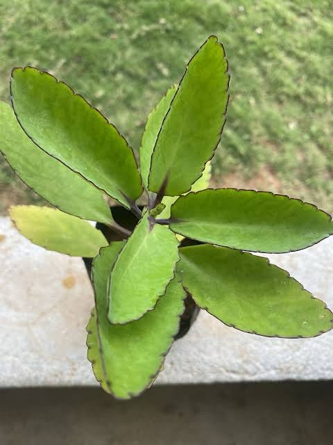 The Remarkable Health Benefits of Africa’s Miracle Leaf: Nature’s ...