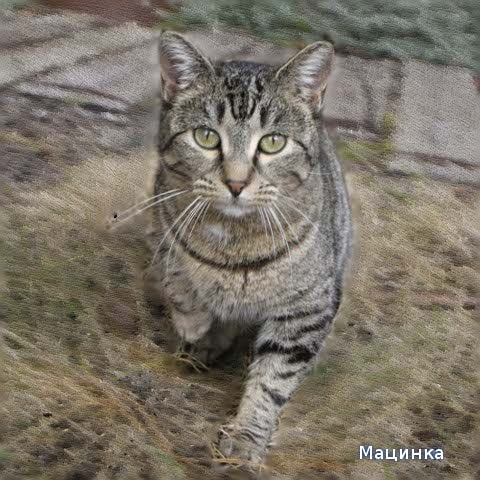 Тондуций. “Сърцето може и да е отдясно, но… | by Todor Angelov | Medium