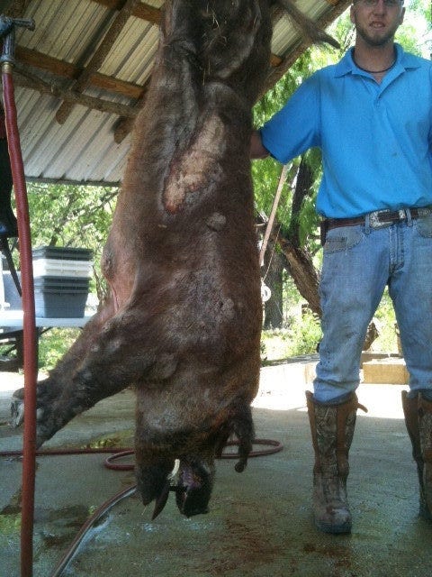 The Definitive Manual For Wild Pig Hunting In Texas - INDEPENDENCE ...