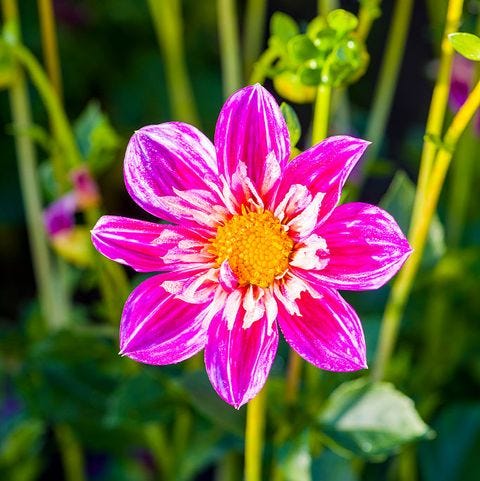 The Median Cut Algorithm for Color Quantization | by Gabriel Ytterberg | Medium