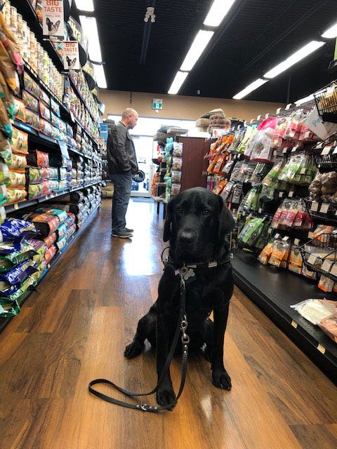 How Did You Teach Your Guide Dog Not to Beg for Food in a Restaurant ...