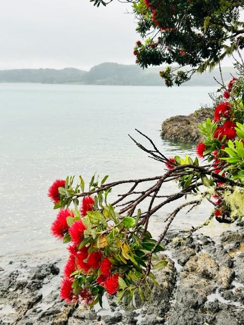 Pōhutukawa - Scuzzbucket - Medium