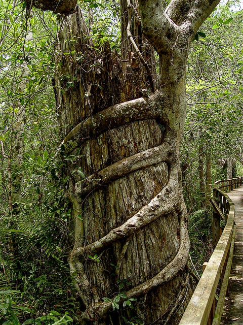 Strangler Fig Pattern: How experienced teams modernize Legacy Systems w ...