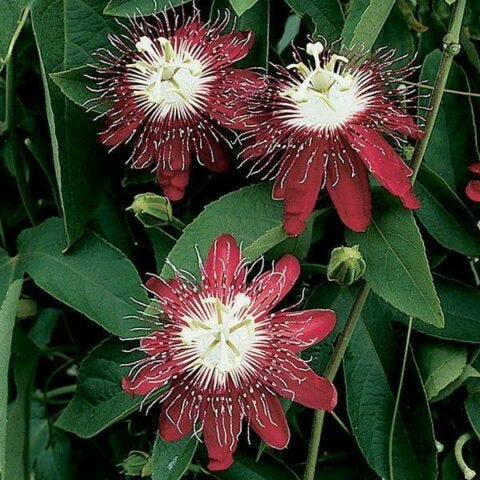 Krishna Kamal Red Creeper / Passion Flower-Fruit - Budsnblush Plant ...
