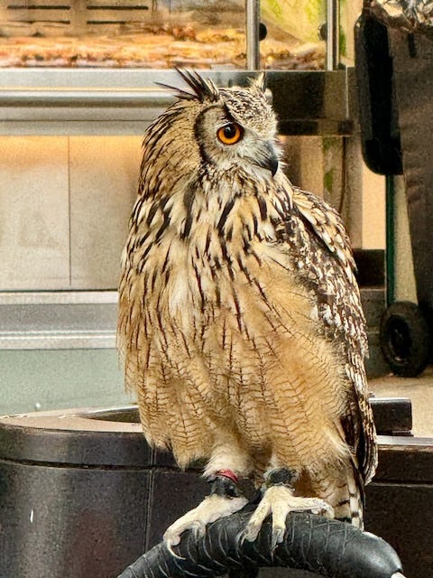 The City of Stories: My Second Encounter with an Eagle Owl. The first ...