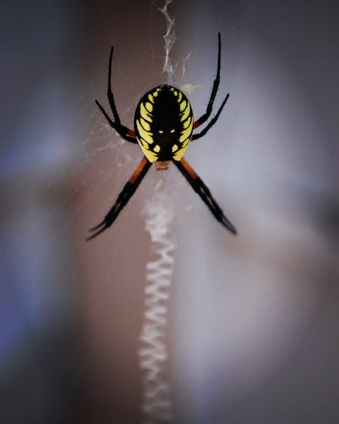 Spiders. And Still Room For You. There’s something you should know ...
