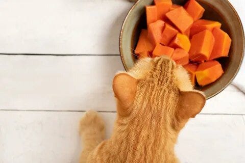 Is Mango Safe for Cats? Everything You Need to Know | by can cats eat ...
