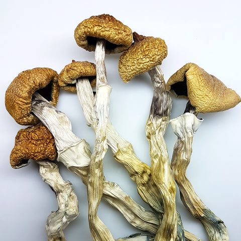 Psilocybe Cubensis Desidratado. Cogumelos mágicos não são uma iguaria ...