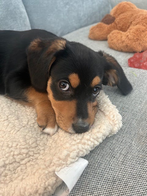 My Forced Editorial Interlude with Hank | by Diane Wilder | Chronically Ridiculous | Mar, 2025 ...